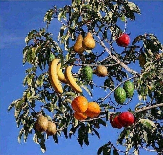 Árbol de tuti fruti (Para los que no lo conocen, ...) | Universo de ...