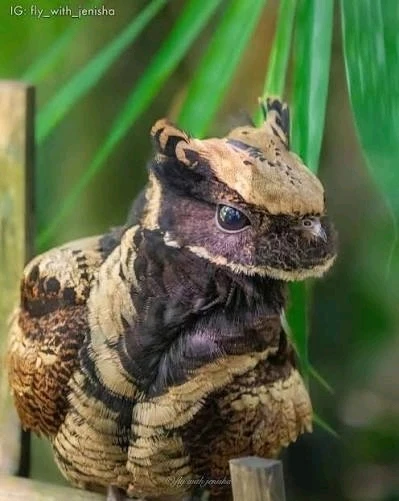 If Toothless was a bird. Wait seems he is. | Animals Universe - 01/01 ...
