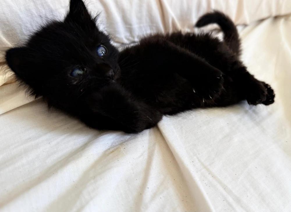 🥰 (Adorable) | Universo de Anime - 25/01/2026 17:43