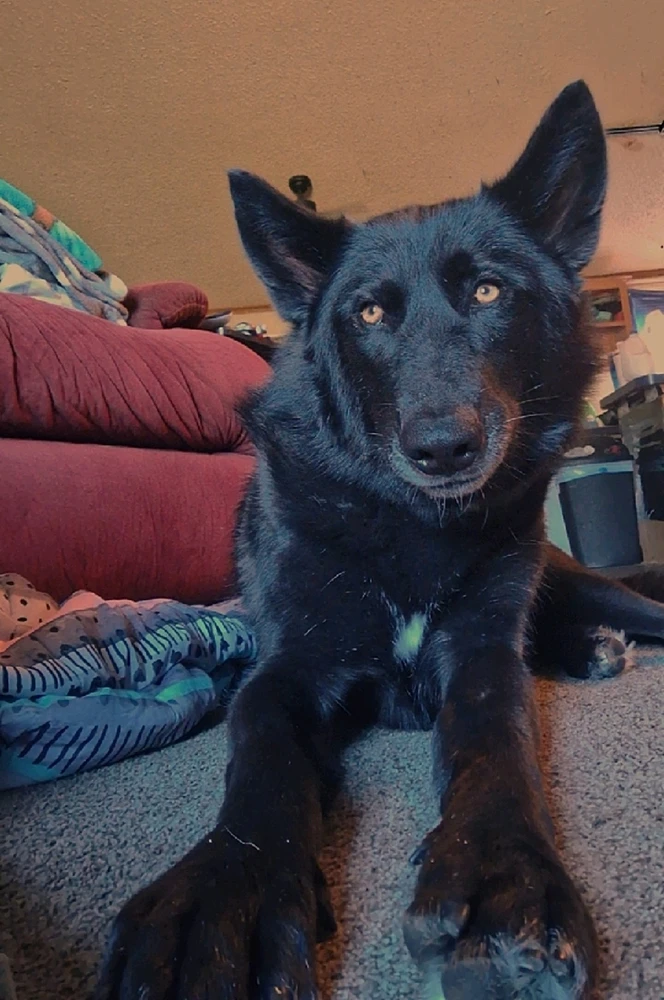 Onyx (Miss ma'am is going on 2 years next month its ...) | Dogs ...